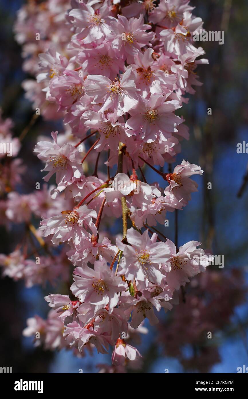 Weeping Cherry Tree Blooming in Spring Stock Photo - Alamy