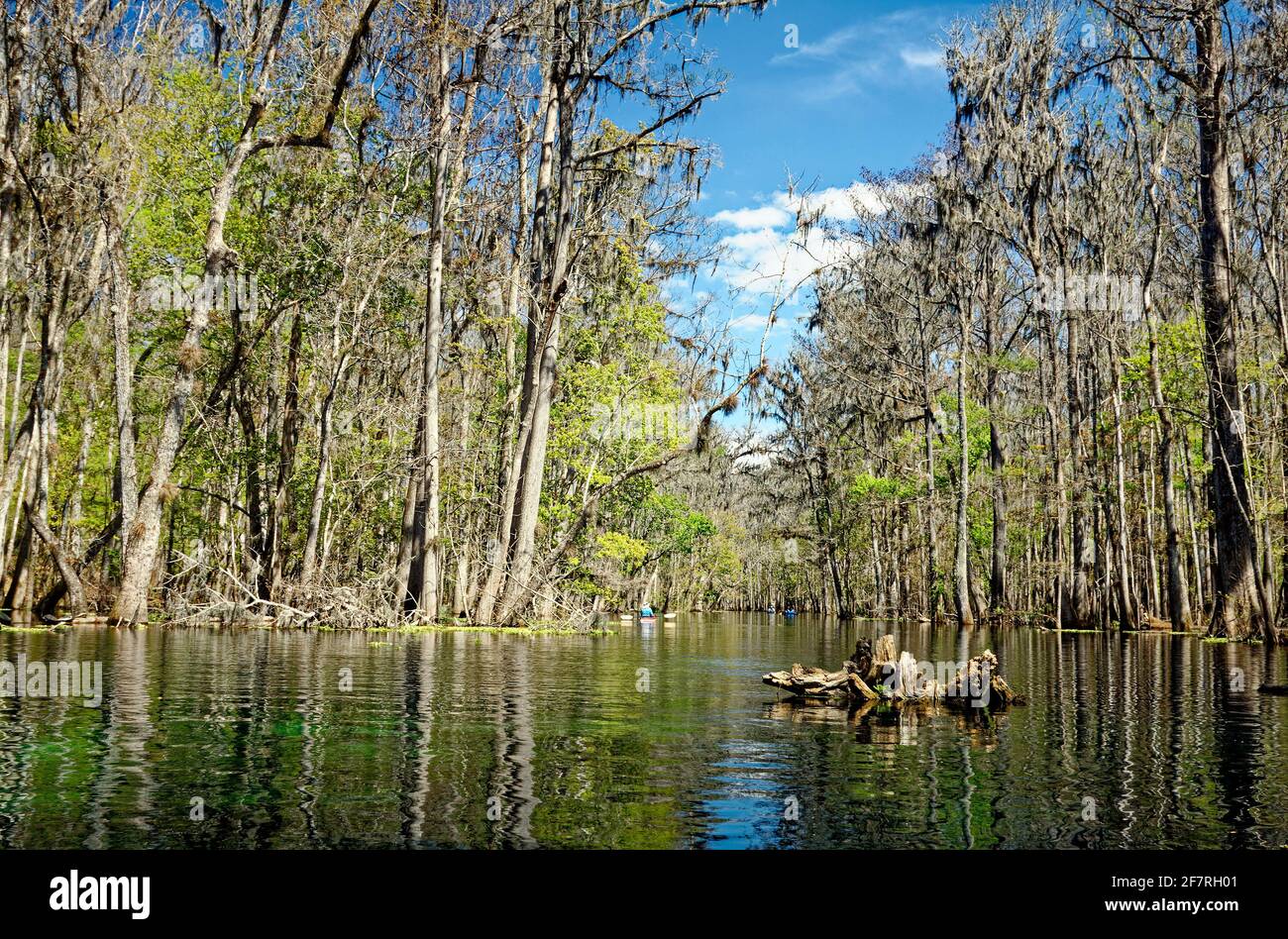 river scene, trees, new leaves emerging, nature, reflections, kayakers ...