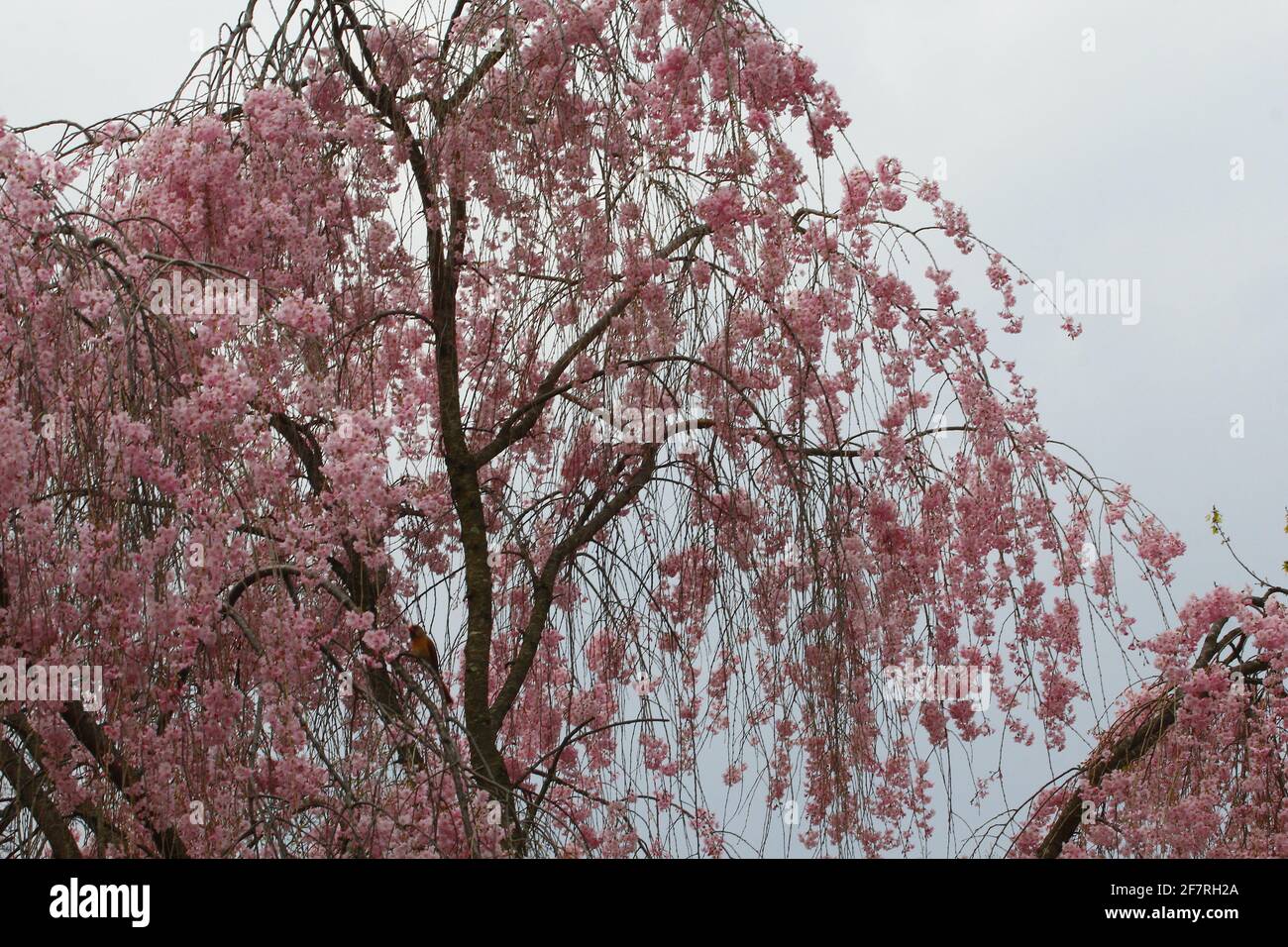 Weeping Cherry Tree Blooming in Spring Stock Photo - Alamy