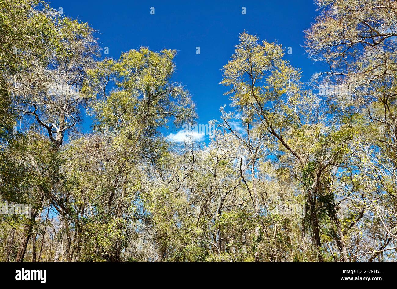 deciduous trees, new leaves emerging, spring renewal, varied colors ...
