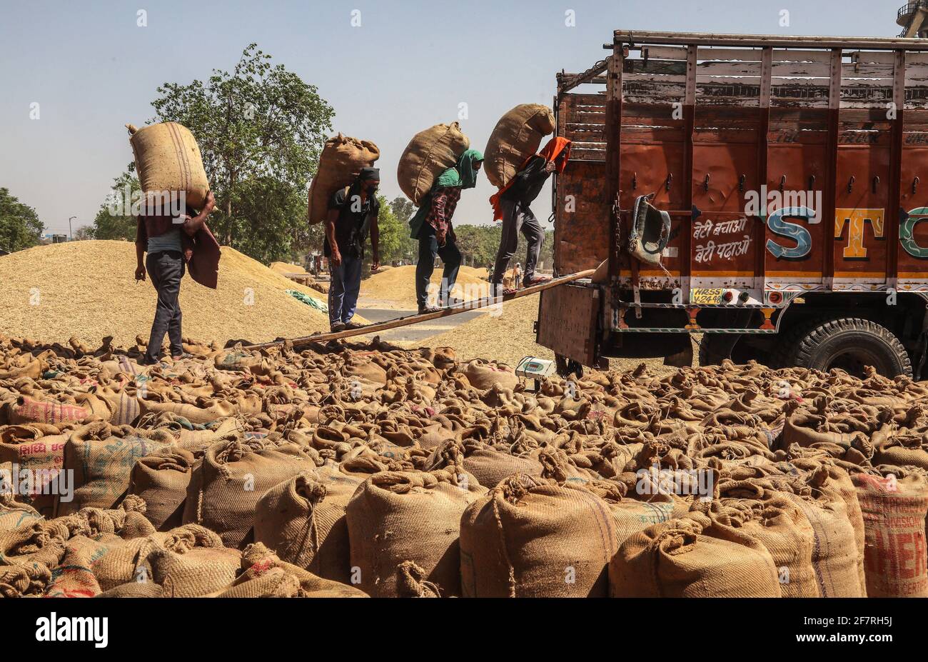 Indian daily wage workers carrying sacks of paddy grain while loading a ...