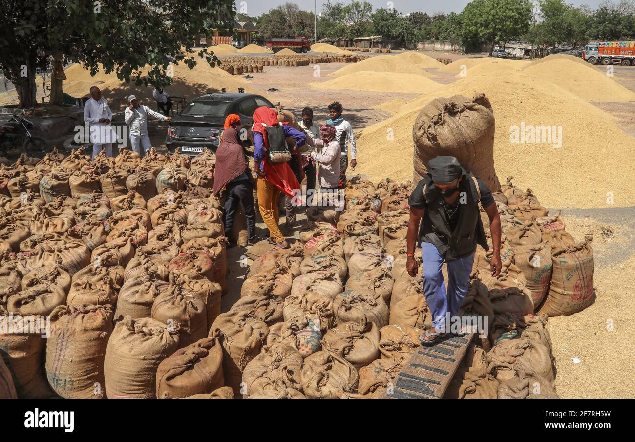 An Indian daily wage worker carries a sack of paddy grain while loading ...