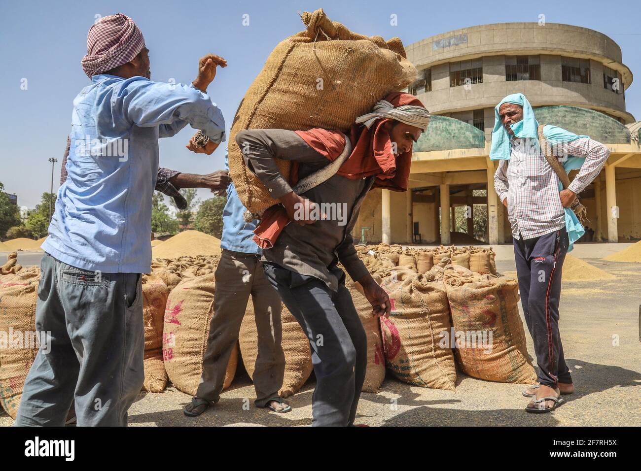 An Indian daily wage worker carries a sack of paddy grain while loading ...