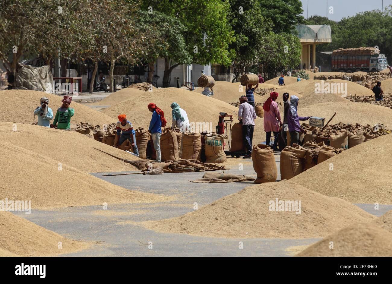 Jute and paddy hi-res stock photography and images - Alamy
