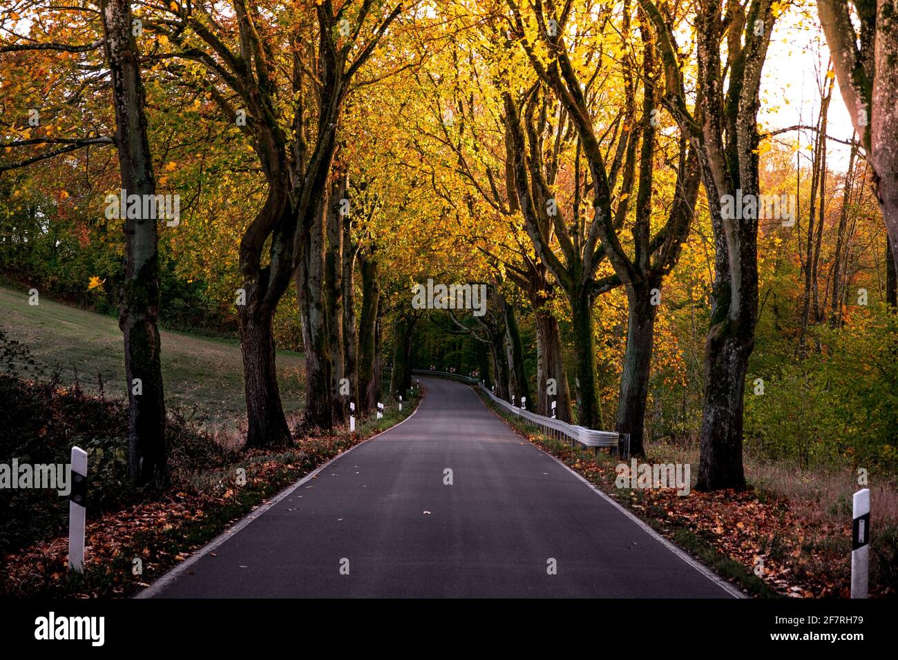 Path lined with trees with golden leaves hi-res stock photography and ...