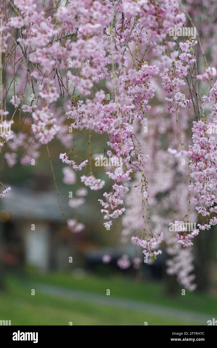 Weeping Cherry Tree Blooming in Spring Stock Photo - Alamy