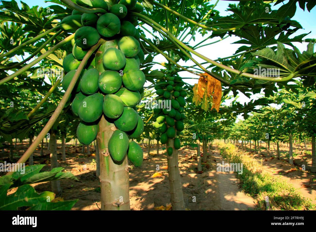 Papaya orchard hawaii hi-res stock photography and images - Alamy