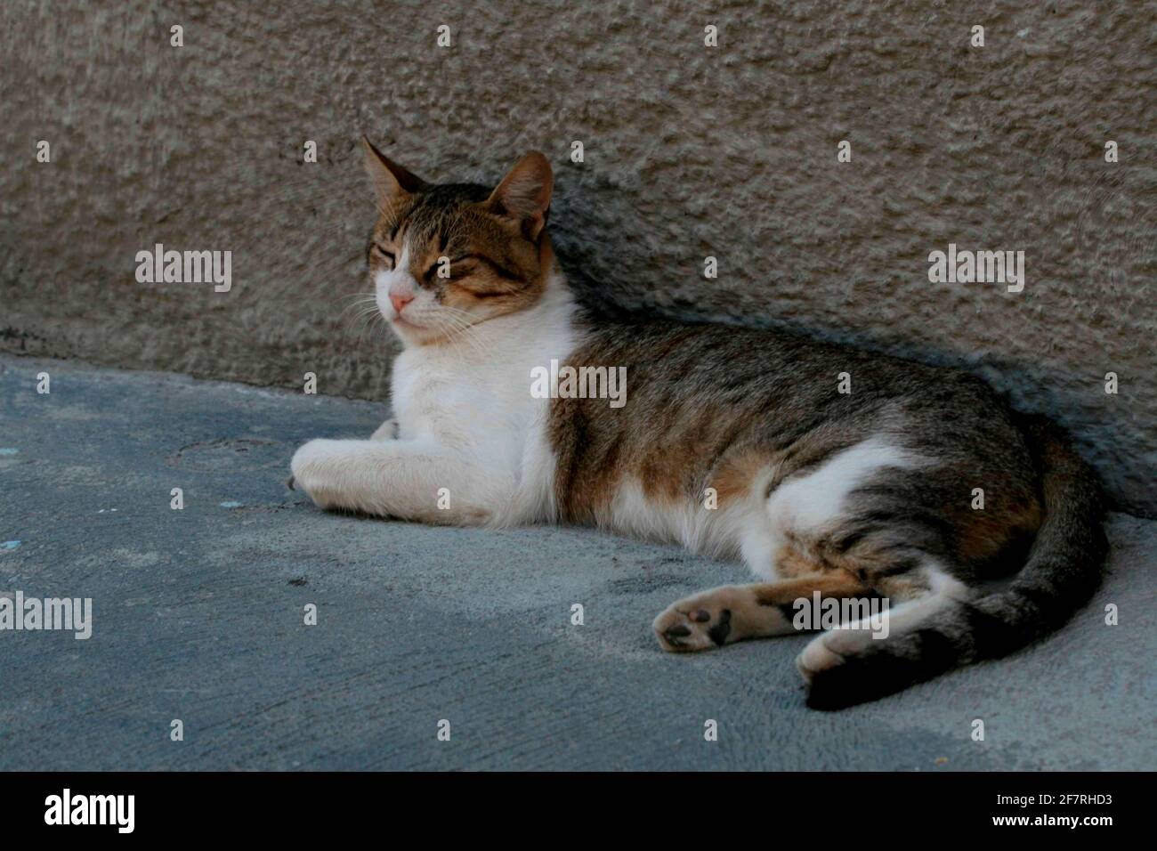 salvador, bahia / brazil - september 21, 2008: Cat is seen running free ...
