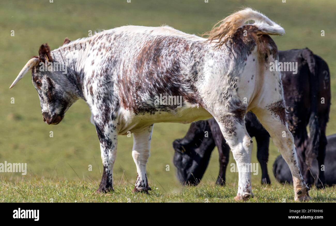 Cow in an aggressive position on the South Downs of Sussex Stock Photo ...