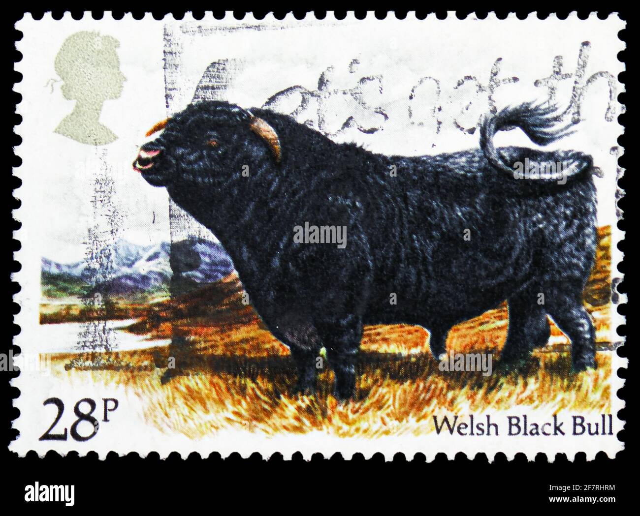 Welsh black bull hi-res stock photography and images - Alamy