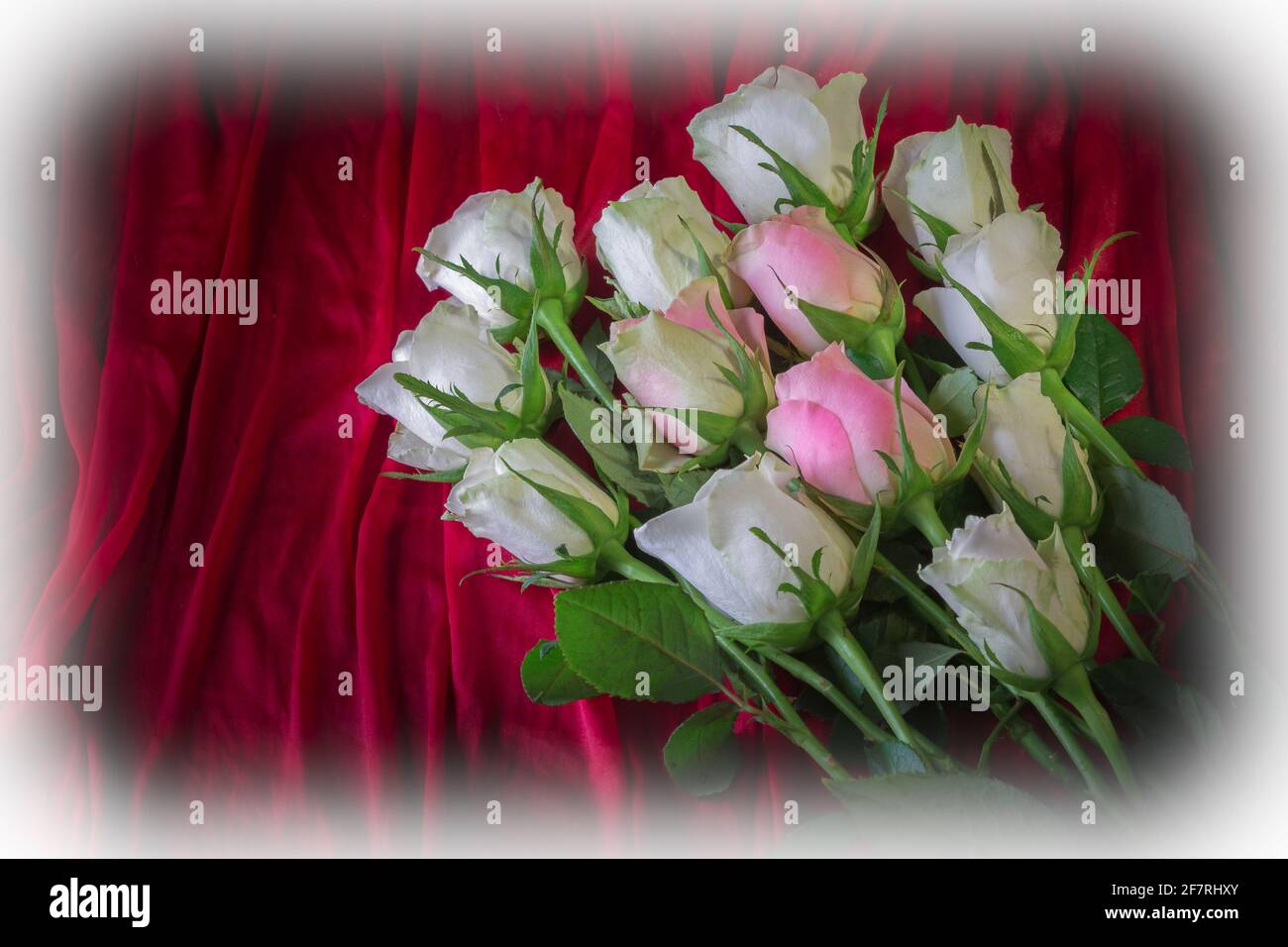 big bouquet of white and pink roses for different occasions, wishes and ...