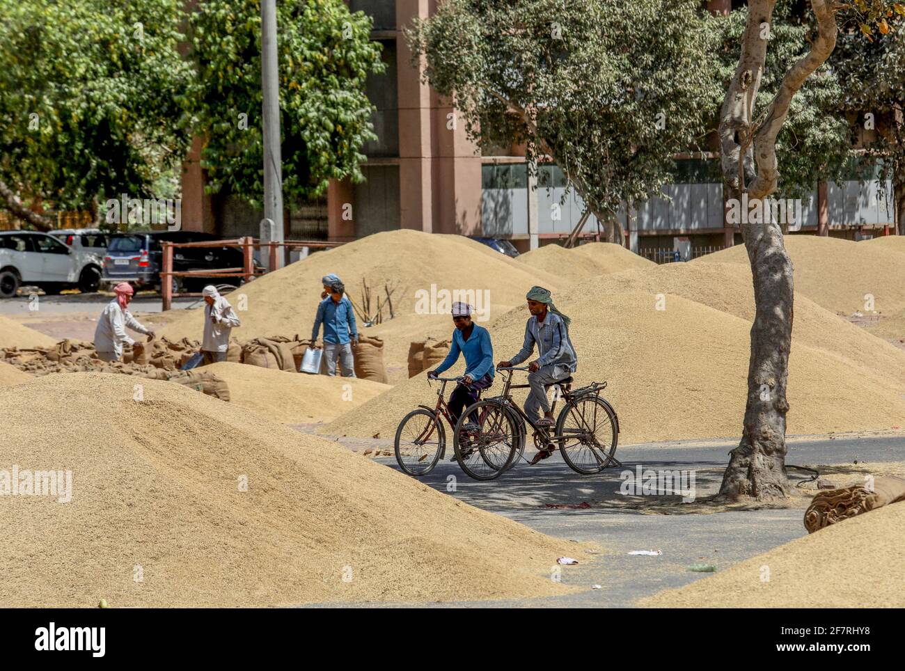 Wheat grain mandi hi-res stock photography and images - Alamy