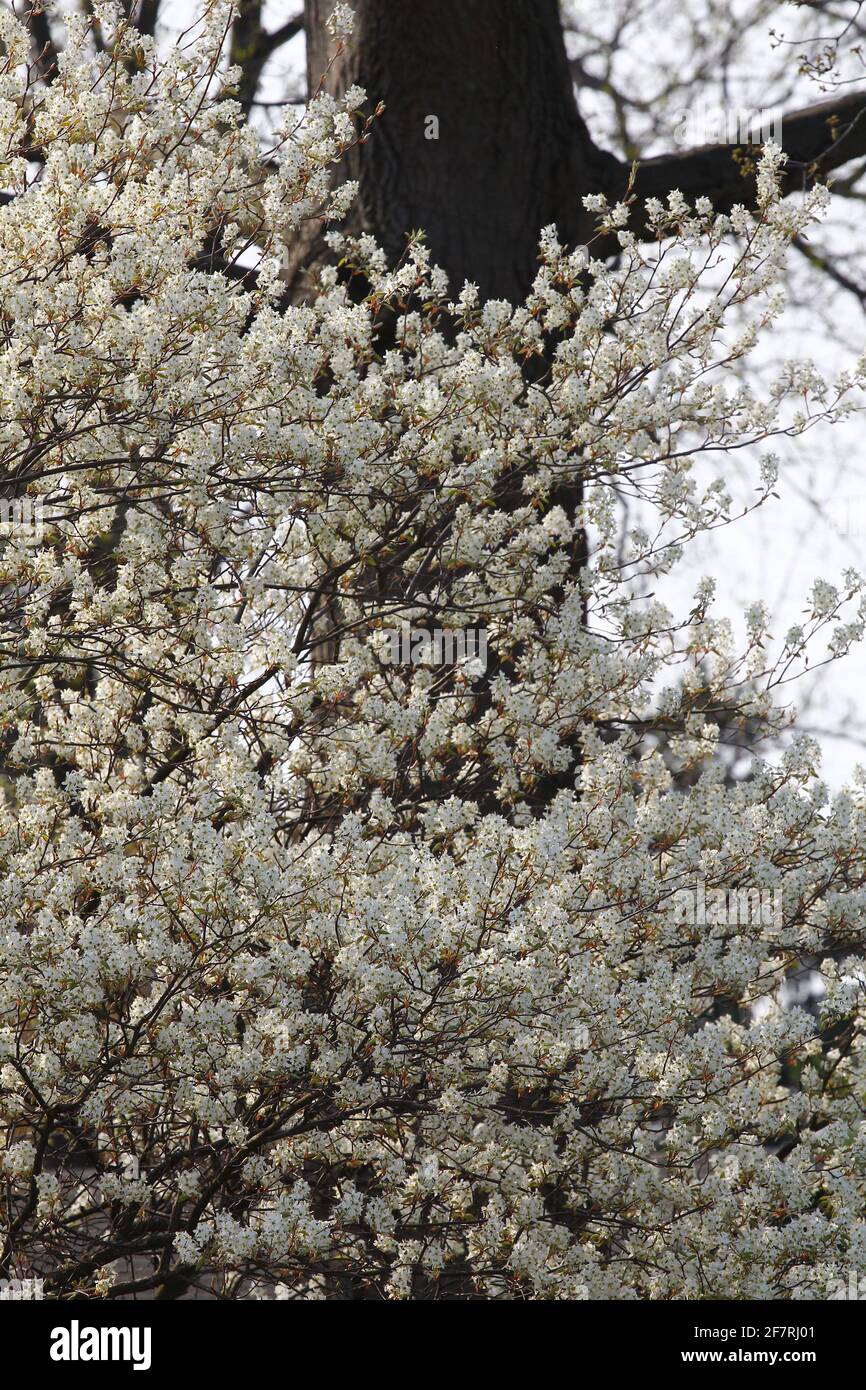 Weeping Cherry Tree Blooming in Spring Stock Photo - Alamy