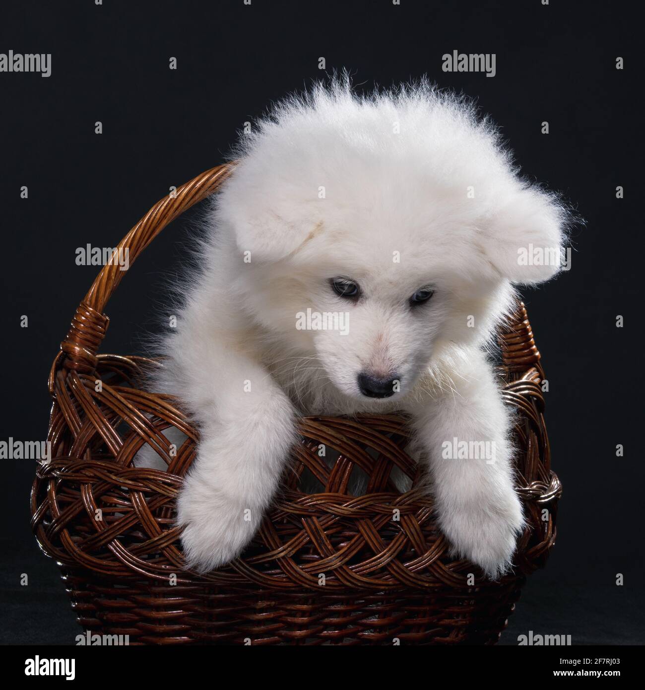Sad puppy samoyed dog sitting in a basket Stock Photo - Alamy