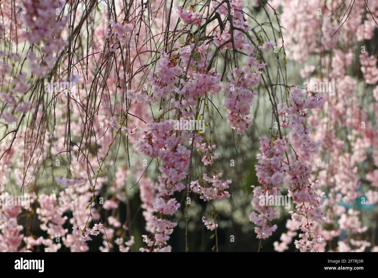Weeping Cherry Tree Blooming in Spring Stock Photo - Alamy