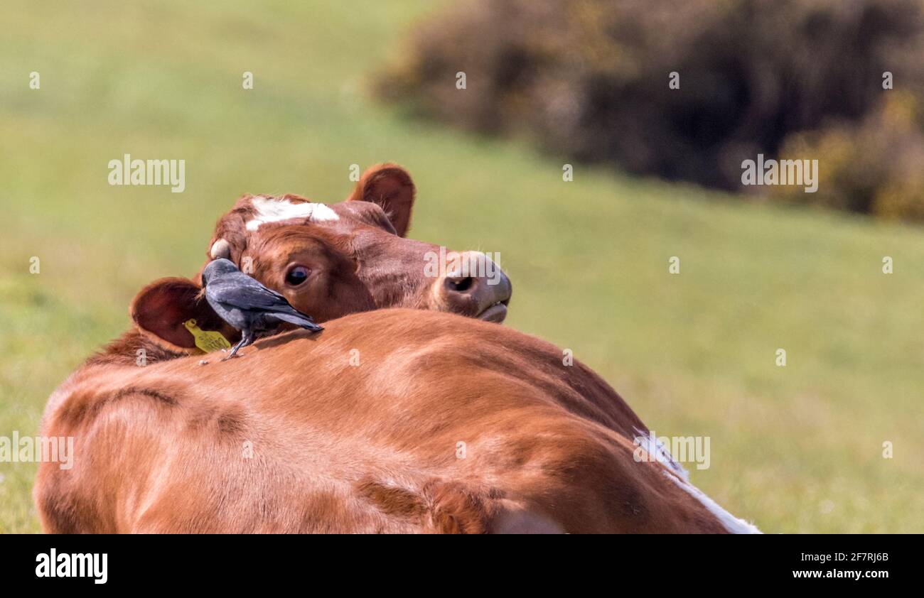 Birds gathering cow fur as nesting material on the South Downs of ...