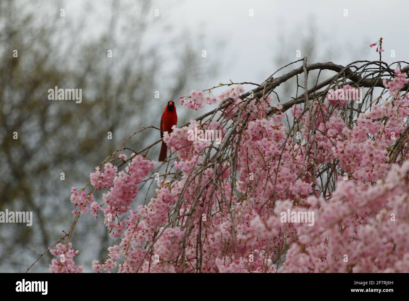 Cardinal on Top of a Weeping Cherry Tree Stock Photo - Alamy