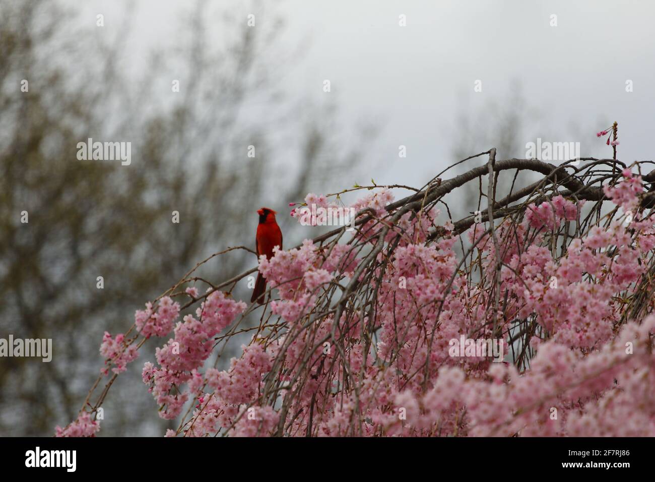 Cardinal on Top of a Weeping Cherry Tree Stock Photo - Alamy