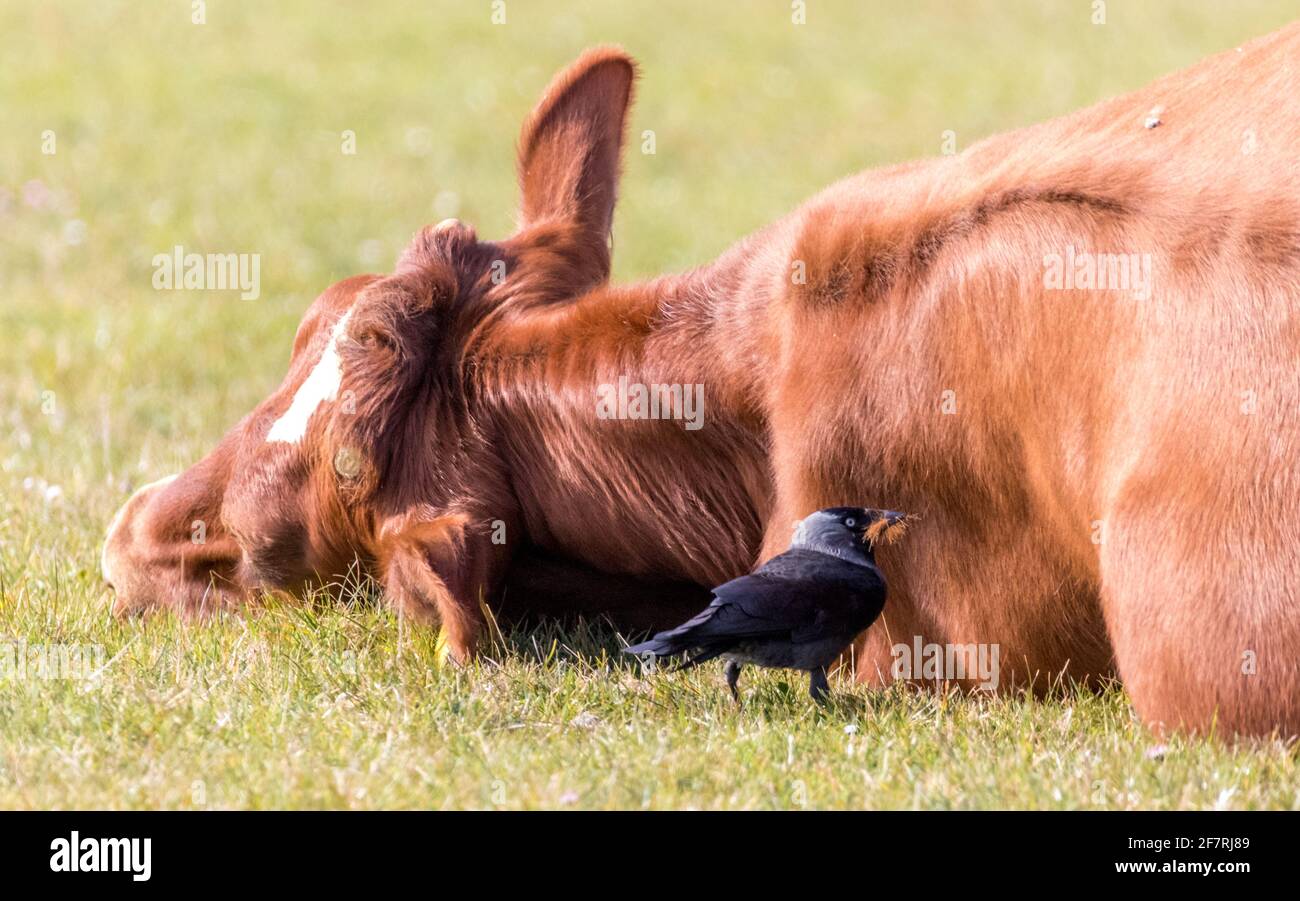 Milking material hi-res stock photography and images - Alamy
