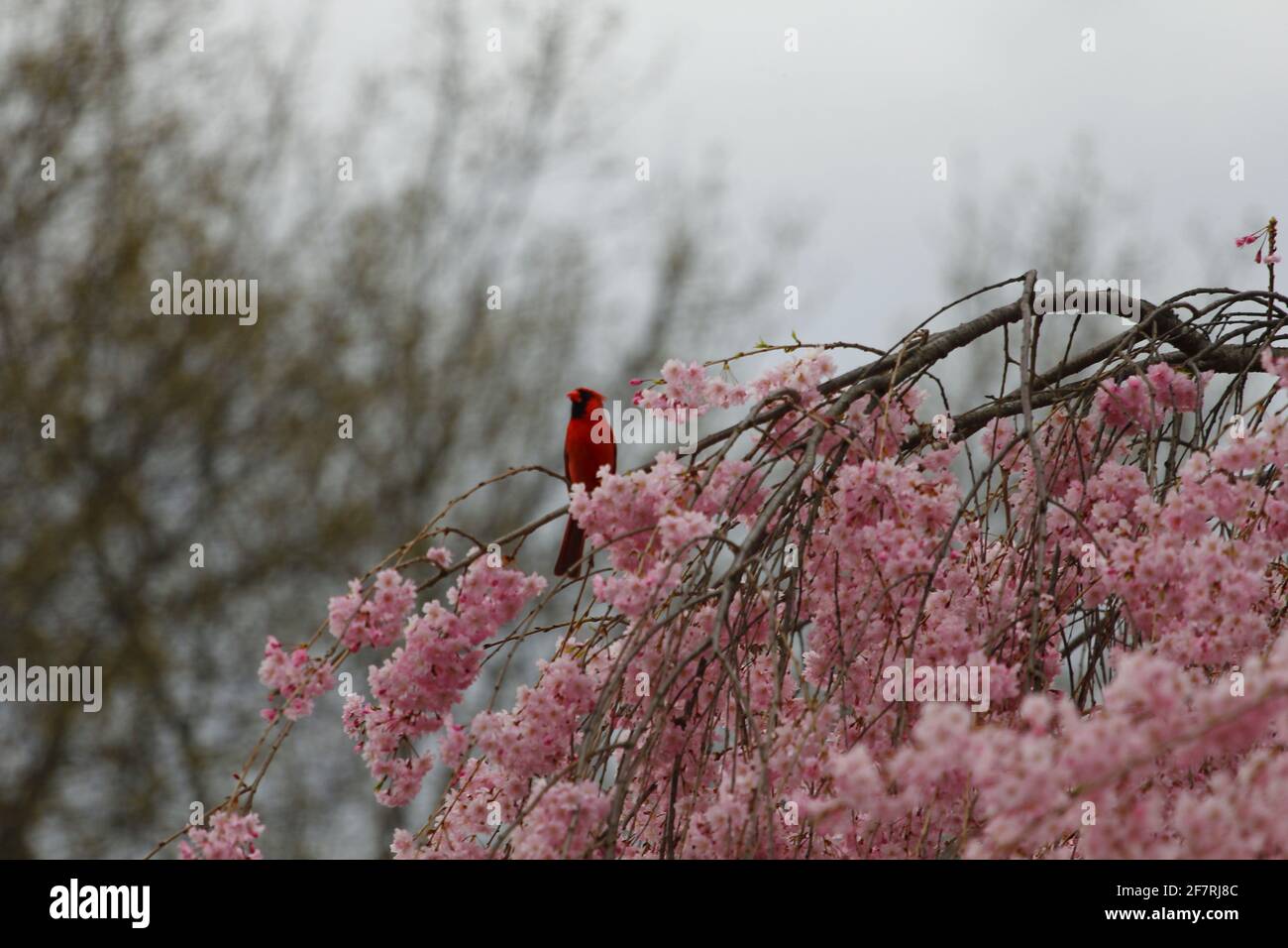 Cardinal cherry tree hi-res stock photography and images - Alamy