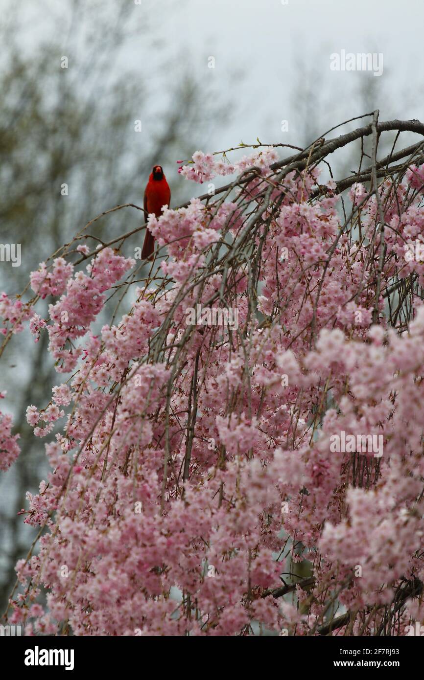 Cardinal on Top of a Weeping Cherry Tree Stock Photo - Alamy