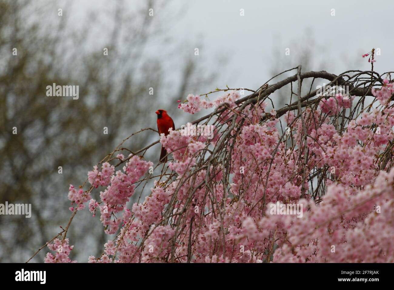 Cardinal on Top of a Weeping Cherry Tree Stock Photo - Alamy