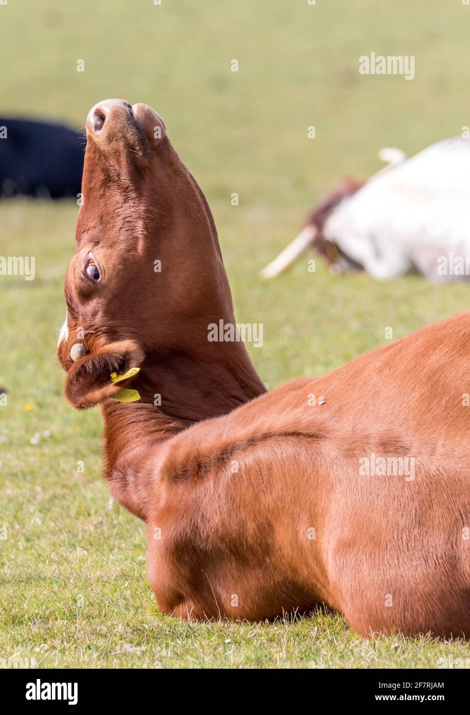 Farm animals grazing on the South Downs of Sussex Stock Photo - Alamy