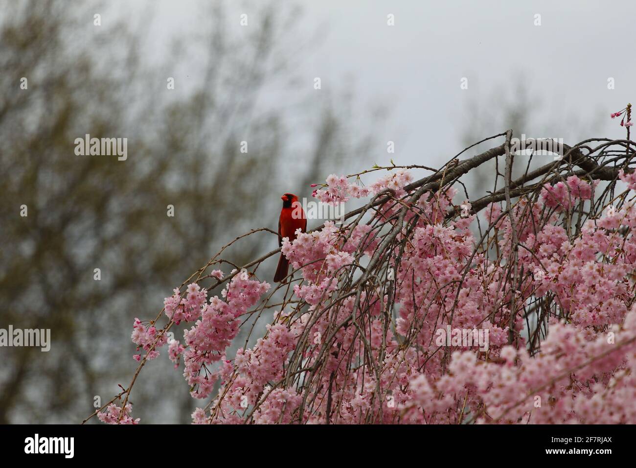 Cardinal on Top of a Weeping Cherry Tree Stock Photo - Alamy
