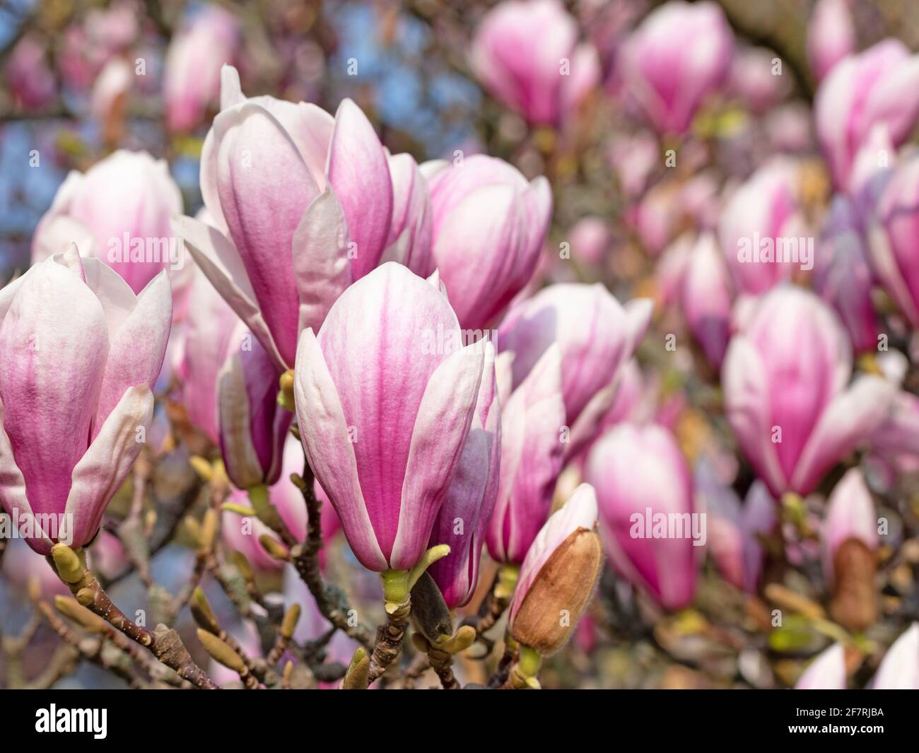 Magnolien tree hi-res stock photography and images - Alamy