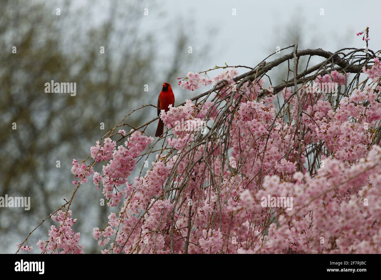 Cardinal on Top of a Weeping Cherry Tree Stock Photo - Alamy