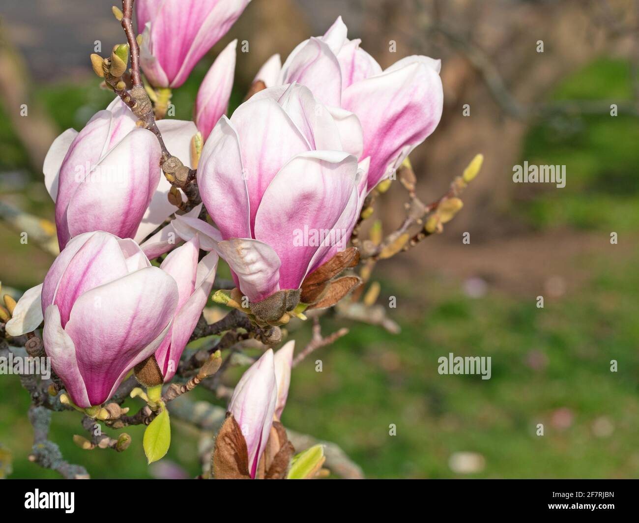 Magnolia tulip tree hi-res stock photography and images - Alamy
