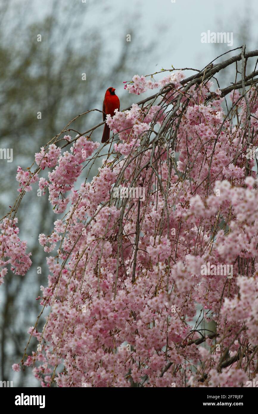 Cardinal on Top of a Weeping Cherry Tree Stock Photo - Alamy
