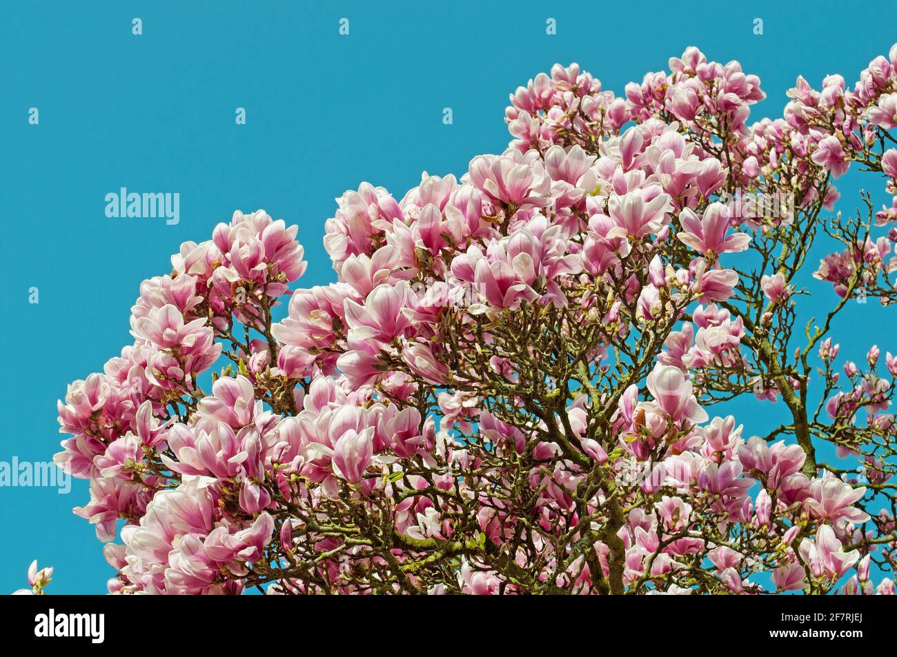 Magnolien tree hi-res stock photography and images - Alamy