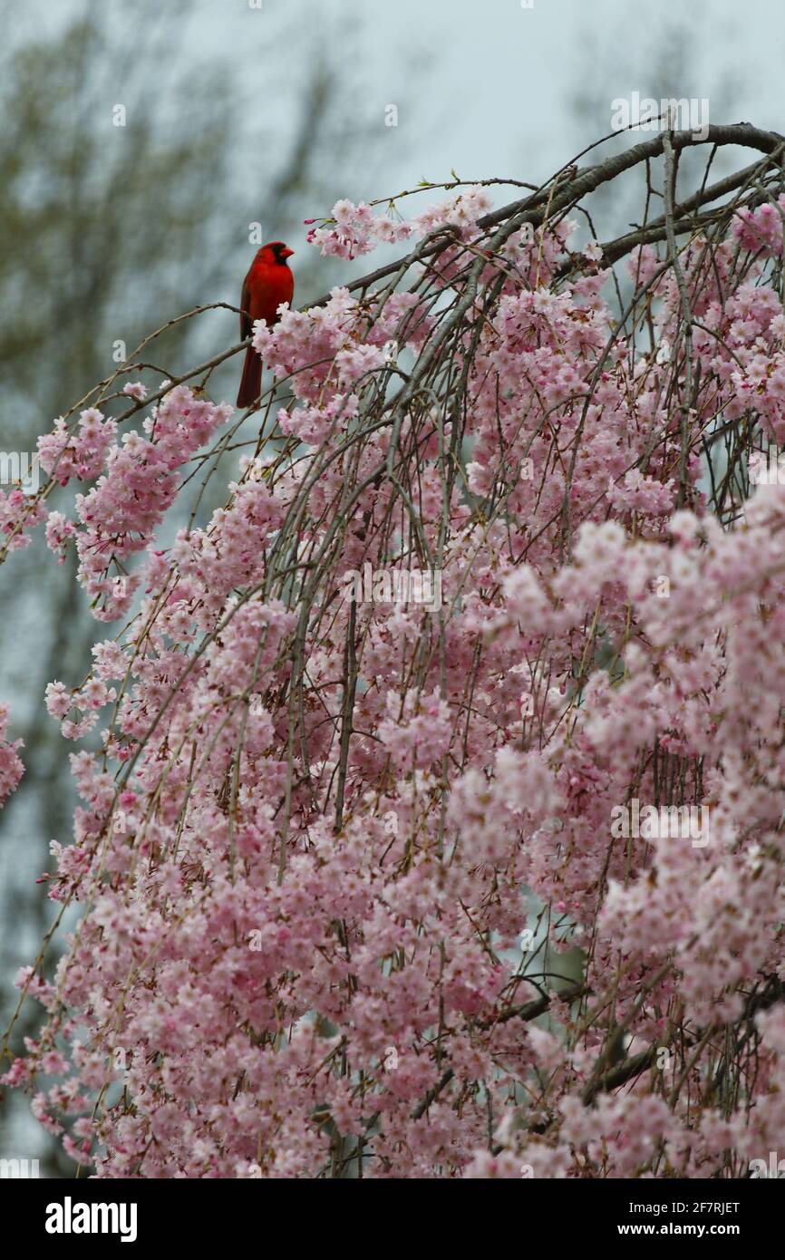 Cherry blossom on weeping hi-res stock photography and images - Alamy