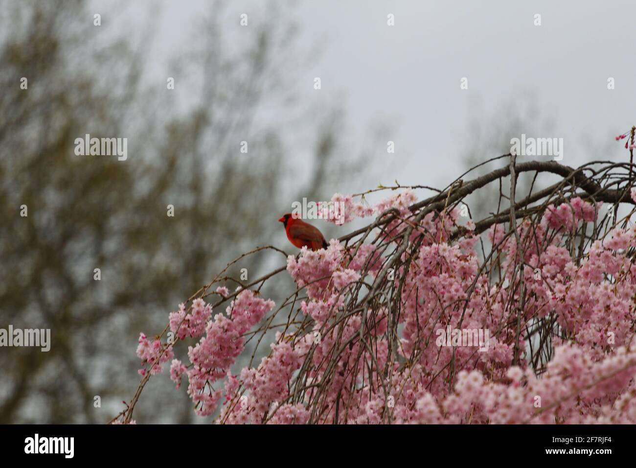 Cardinal on Top of a Weeping Cherry Tree Stock Photo - Alamy
