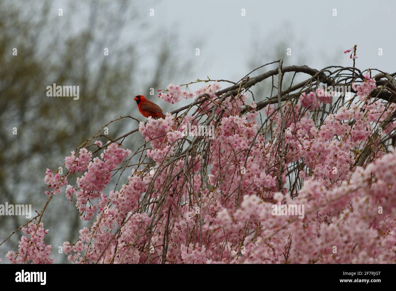 Cardinal cherry tree hi-res stock photography and images - Alamy
