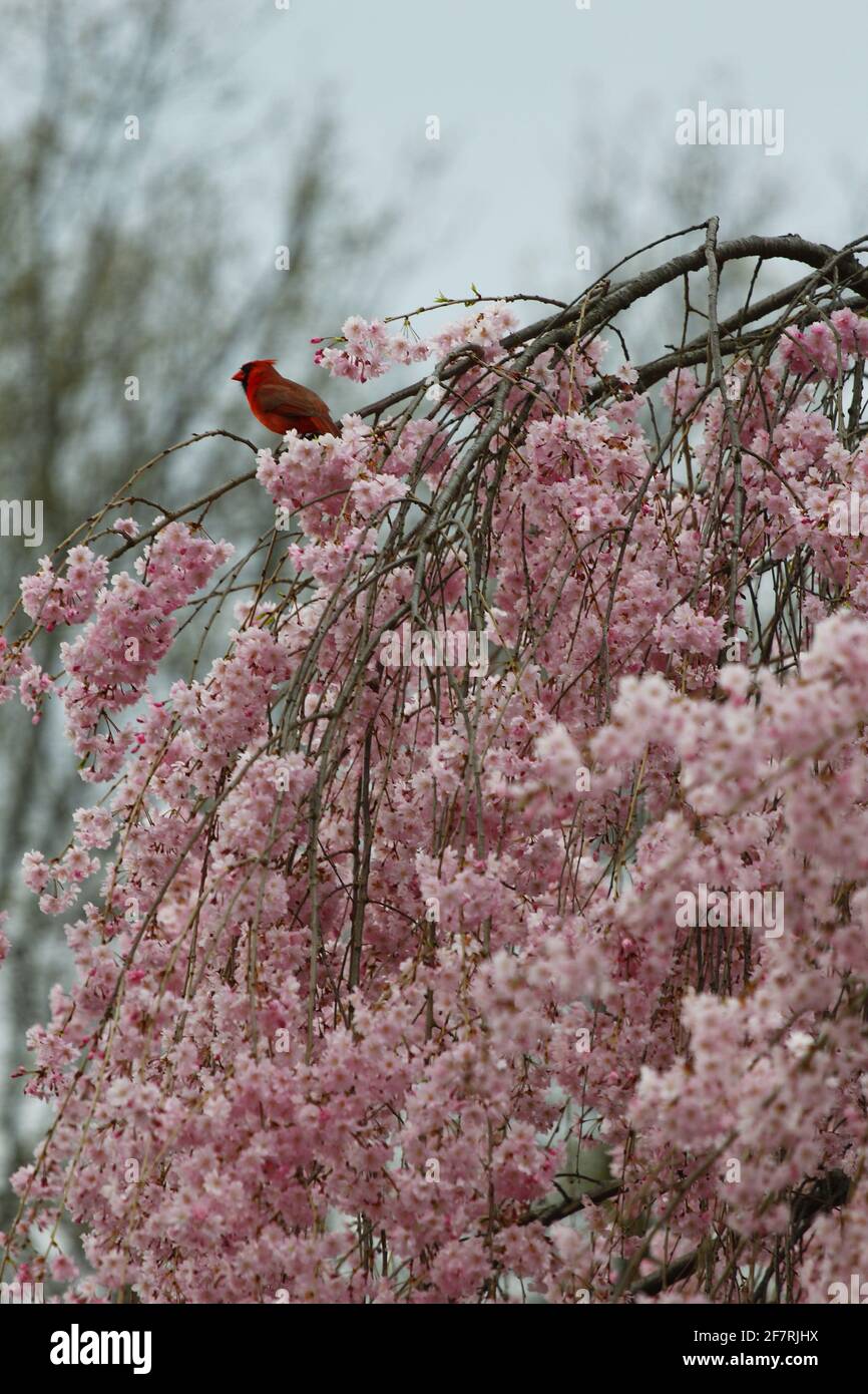 Cardinal cherry tree hi-res stock photography and images - Alamy