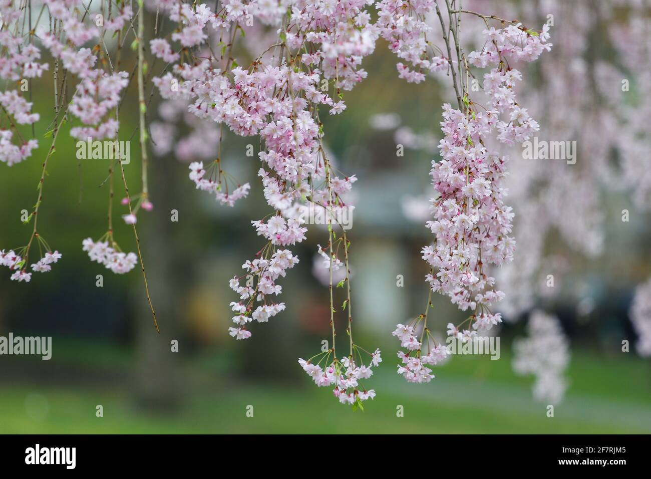 Weeping Cherry Tree Blooming in Spring Stock Photo - Alamy