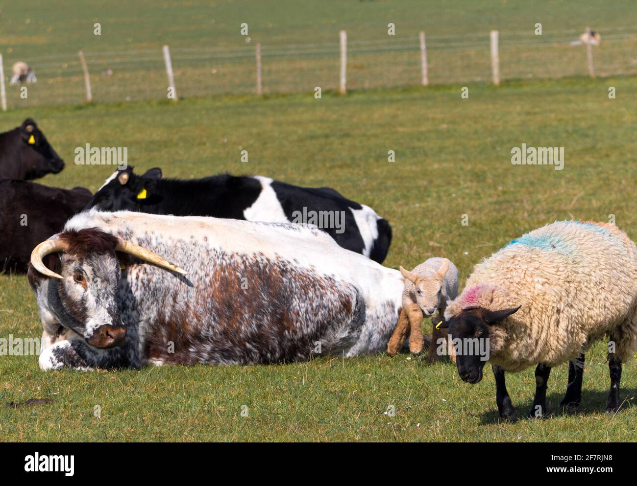 Lamb teases a horned cattle on the South Downs of Sussex Stock Photo ...