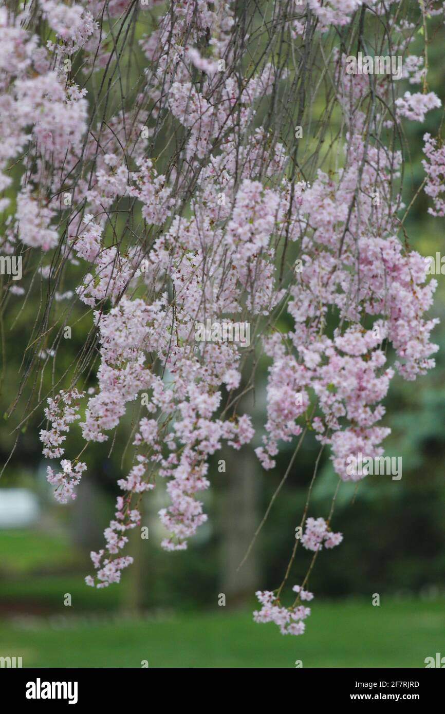 Weeping Cherry Tree Blooming in Spring Stock Photo - Alamy