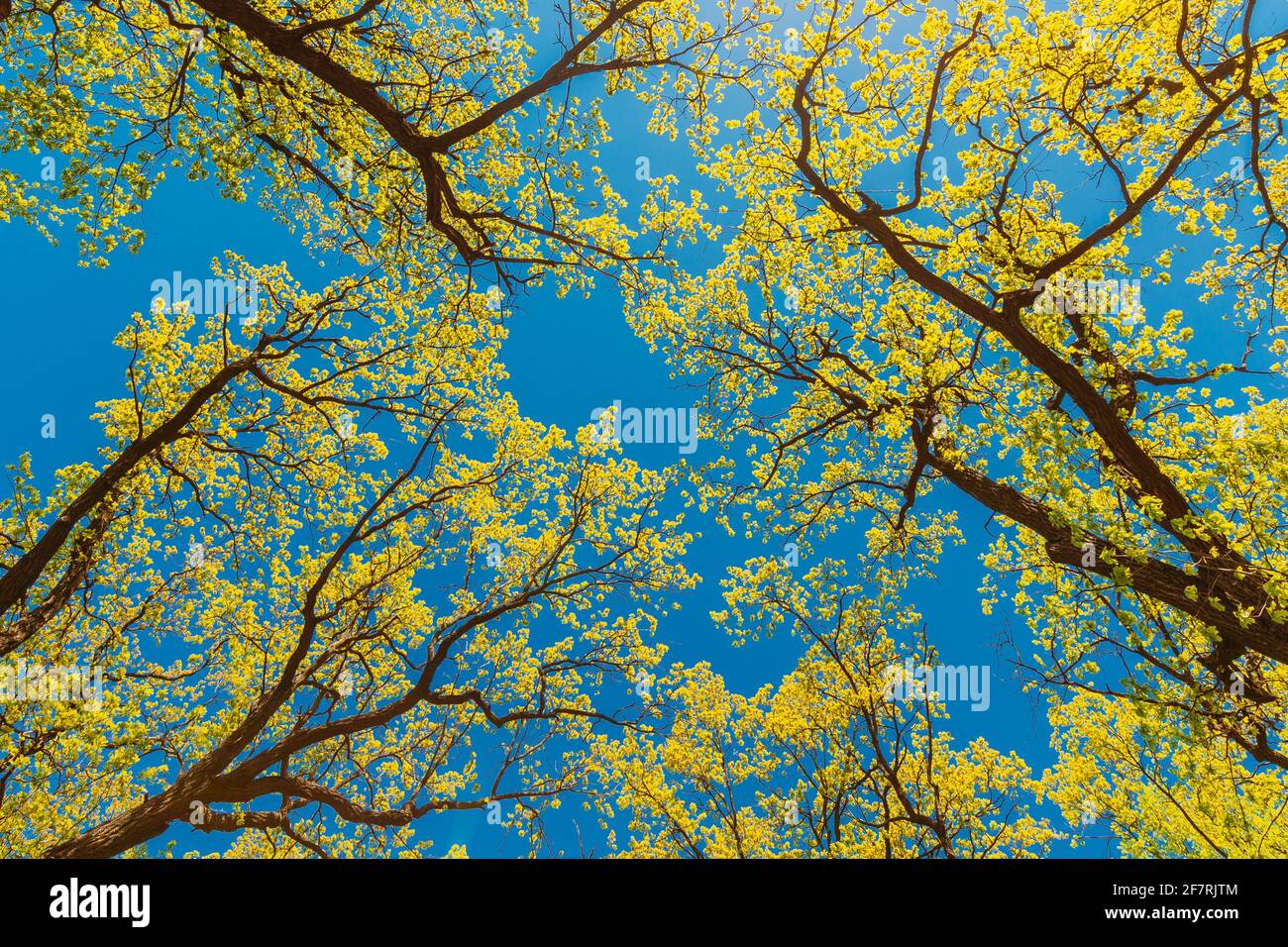 Canopy Of Tall Trees With Young Spring Foliage Leaves. Spring Sunlight ...