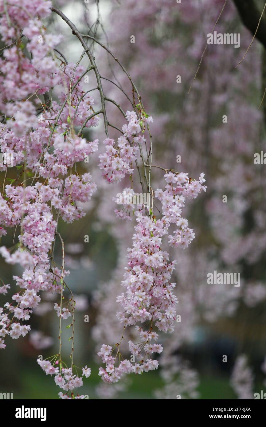 Weeping Cherry Tree Blooming in Spring Stock Photo - Alamy