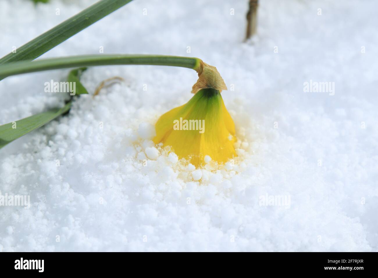 Battered flowers hi-res stock photography and images - Alamy