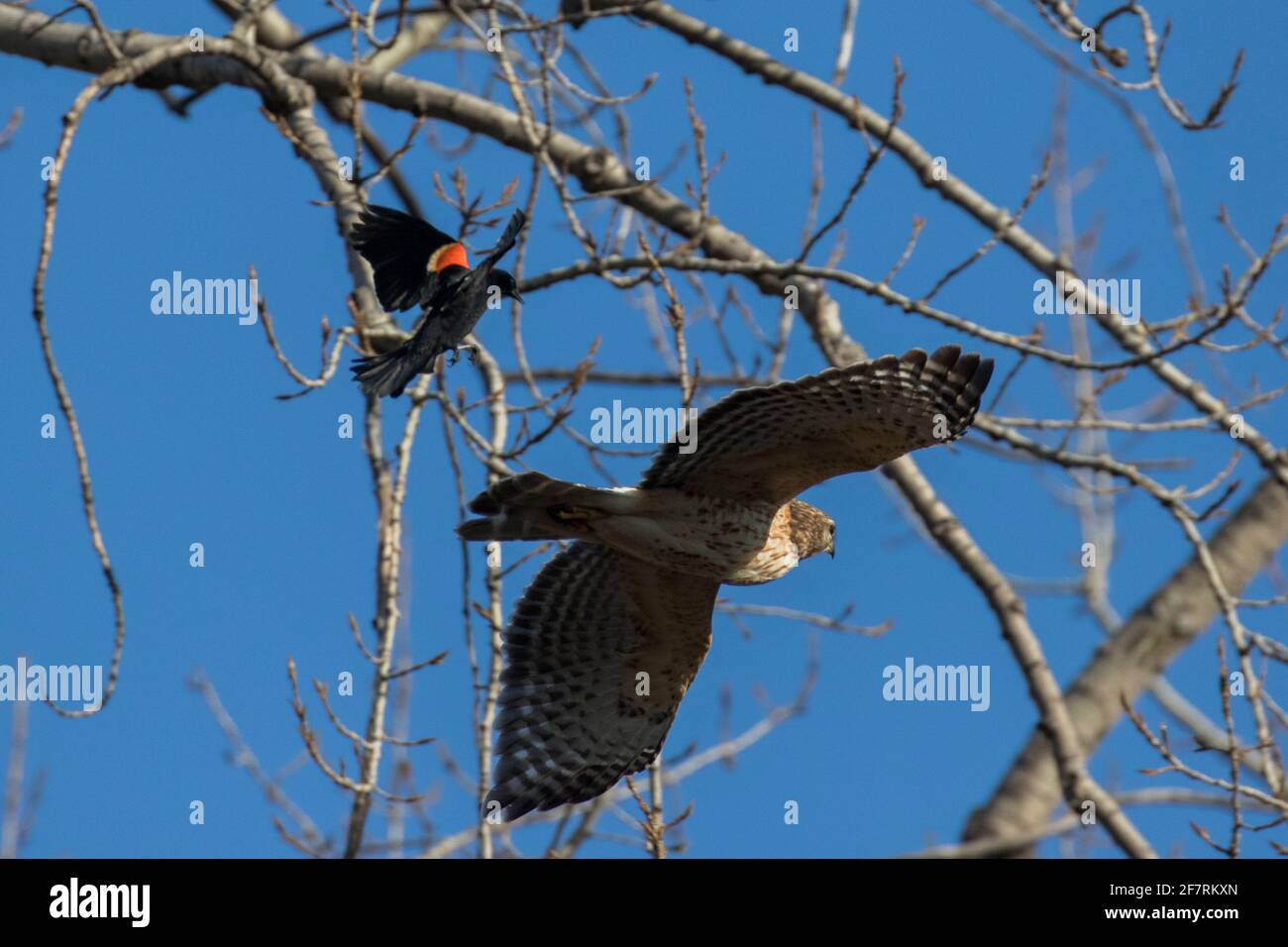 Predator vs prey hi-res stock photography and images - Alamy
