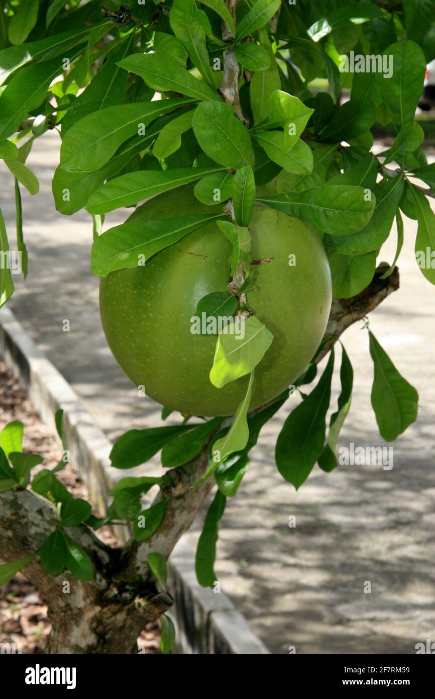 Porongo brazil hi-res stock photography and images - Alamy