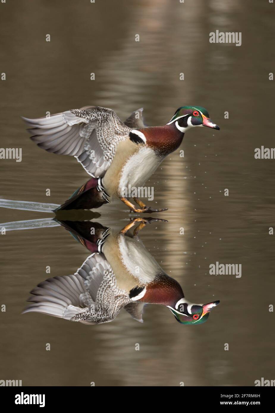 Male fresh spring plumage hi-res stock photography and images - Alamy