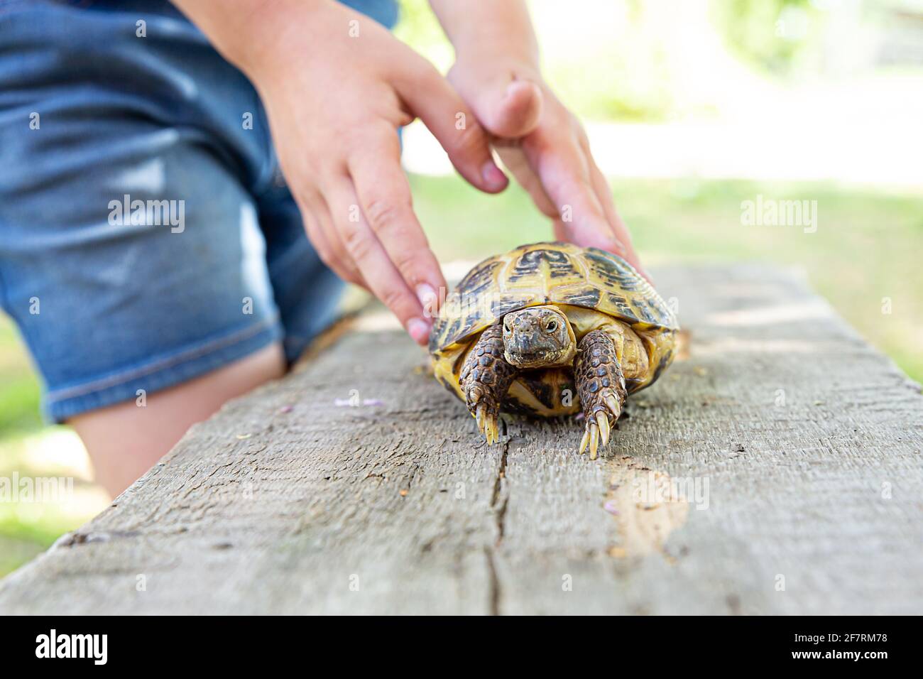 Land turtle hi-res stock photography and images - Alamy
