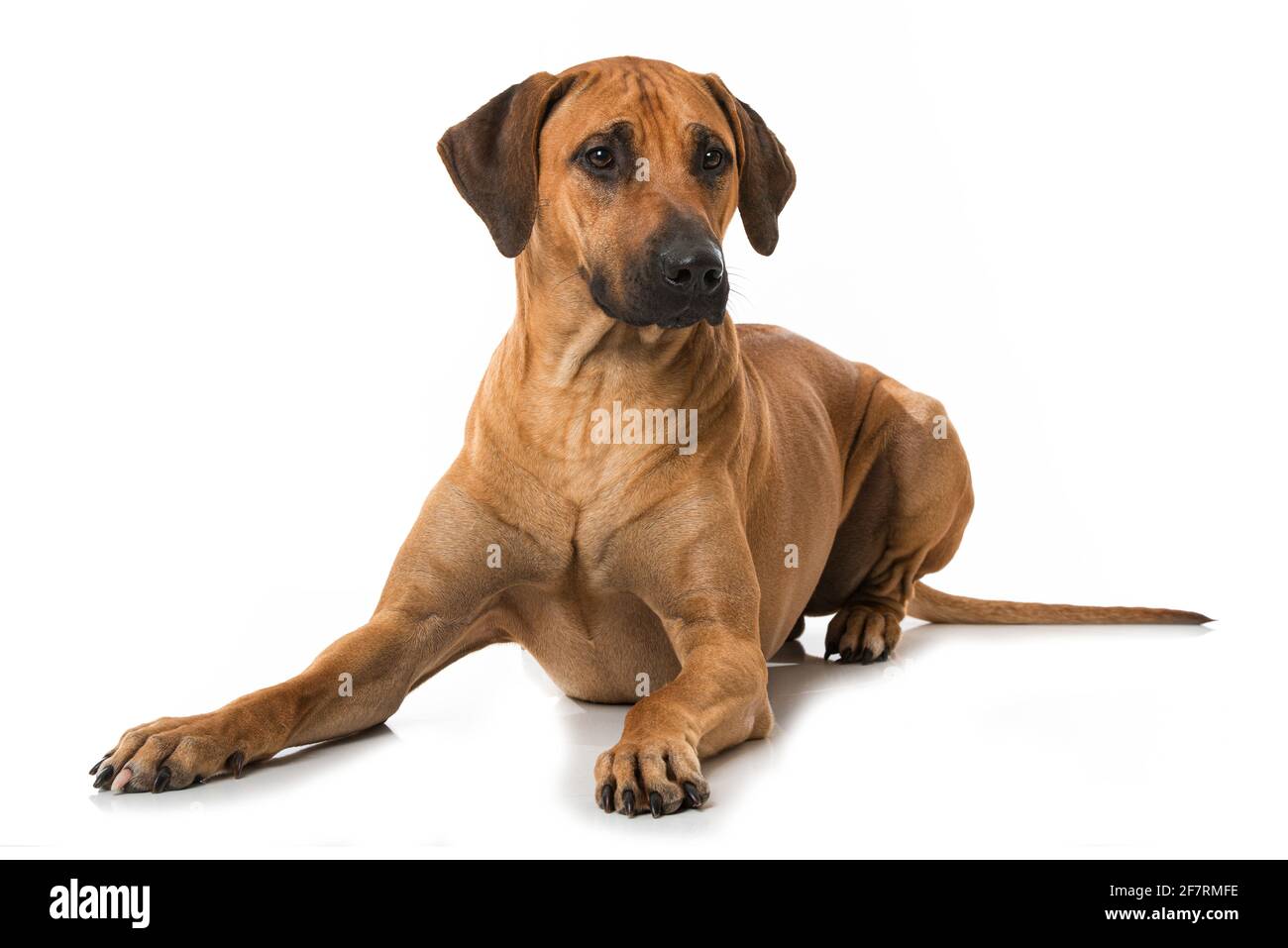 Rhodesian ridgeback dog on white background Stock Photo - Alamy