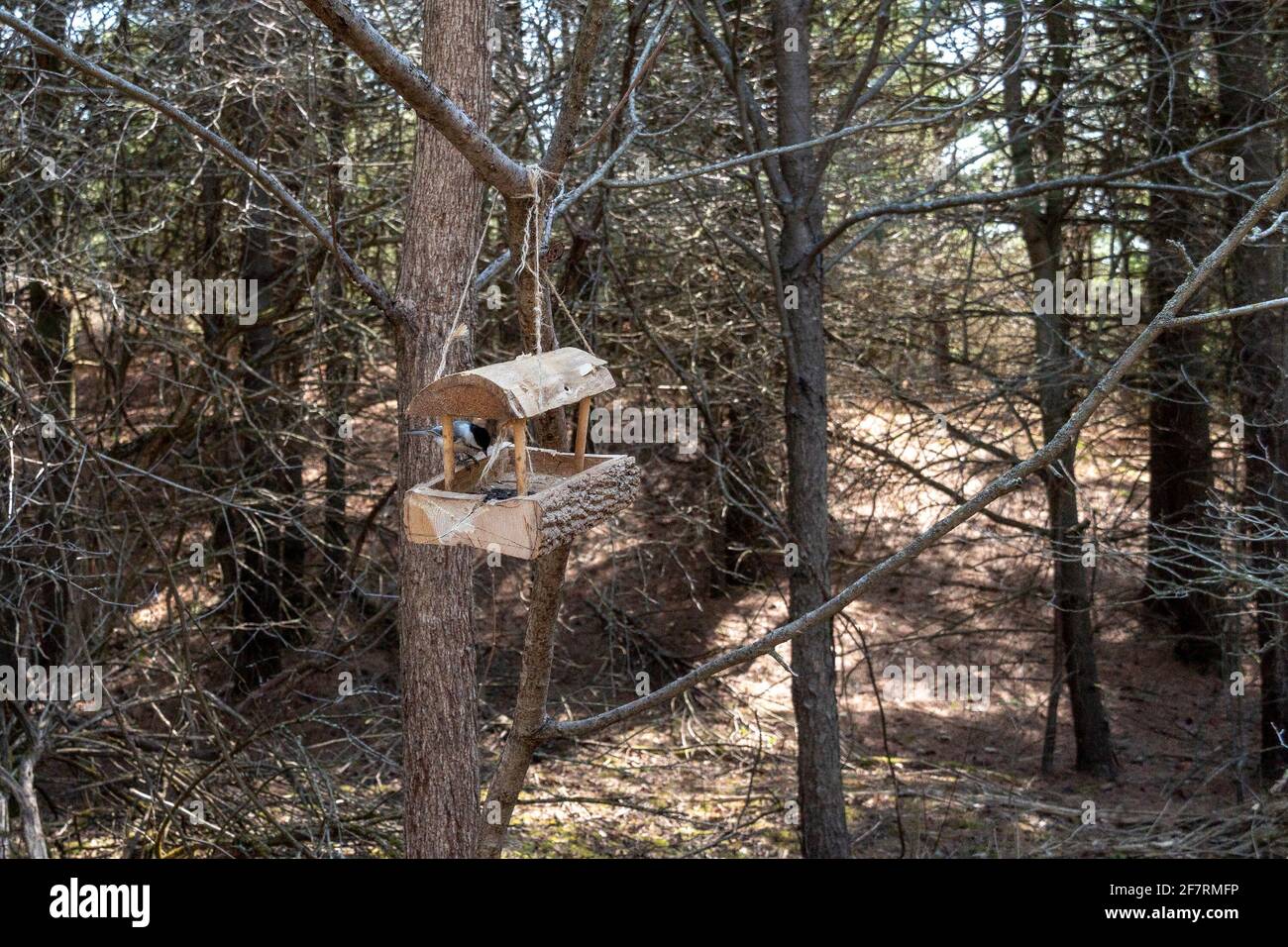 Hanging from a bird feeder hi-res stock photography and images - Alamy