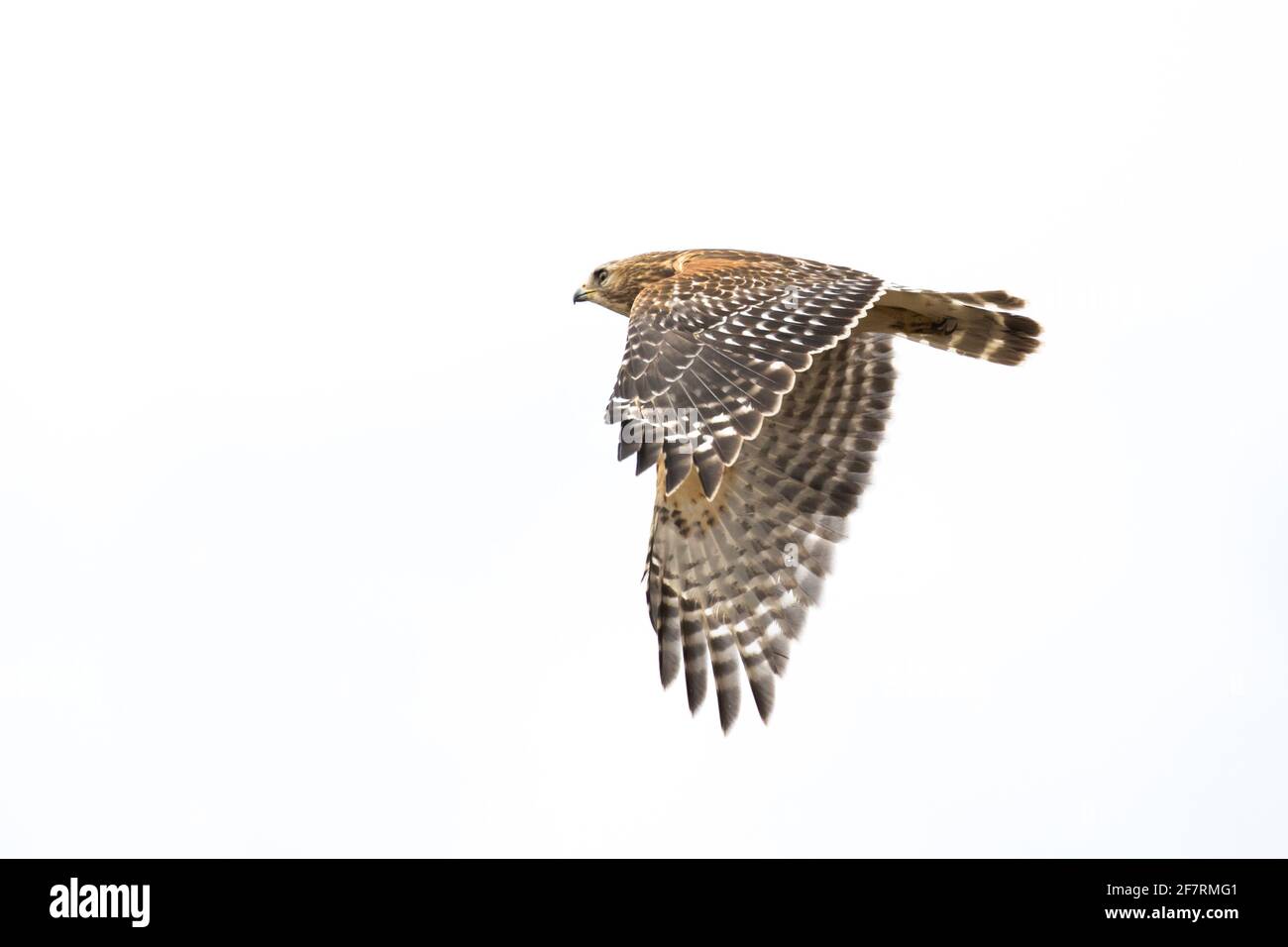 Adult hawk Cut Out Stock Images & Pictures - Alamy